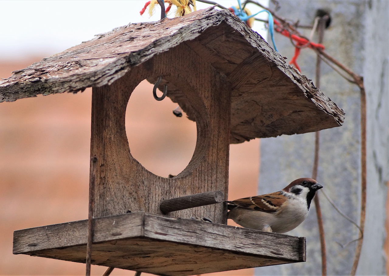 Creating a Wildlife-Friendly Garden in the UK